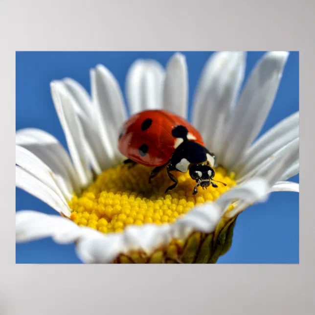 Lady bug on daisy Mug Mouse Pad Poster | Zazzle