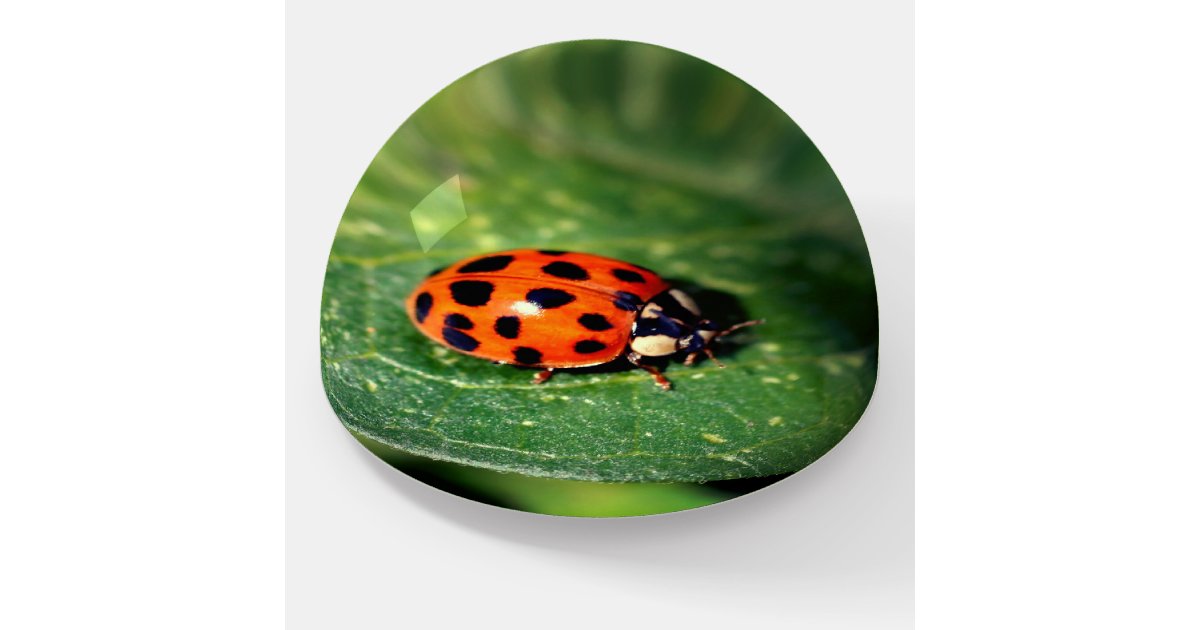 Ladybug On Leaf Close Up Paperweight | Zazzle