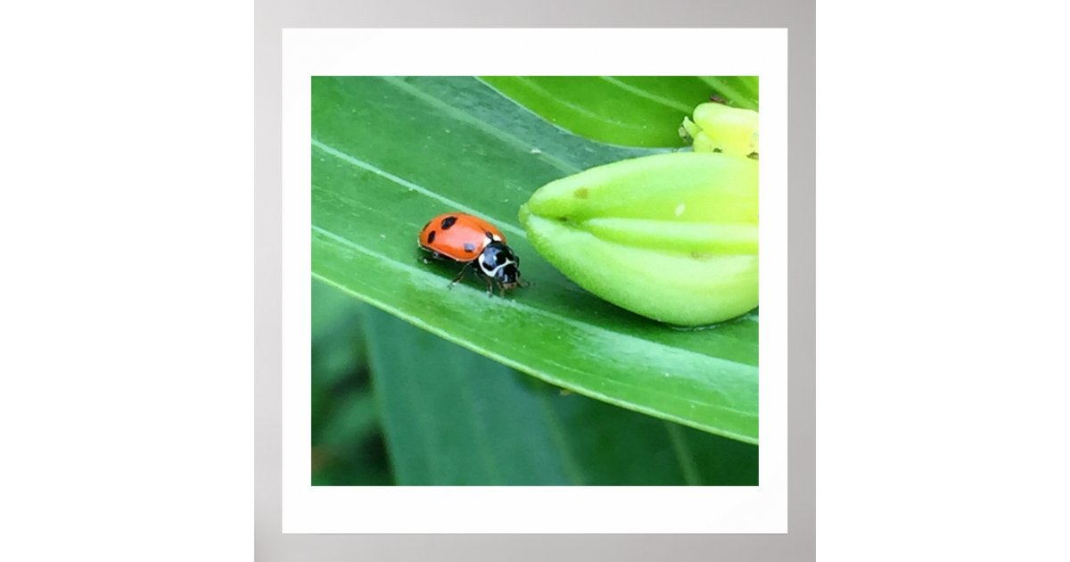 Ladybug Photo Poster | Zazzle
