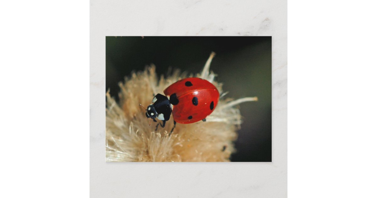 Ladybug postcard | Zazzle