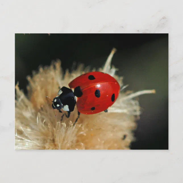 Ladybug postcard | Zazzle