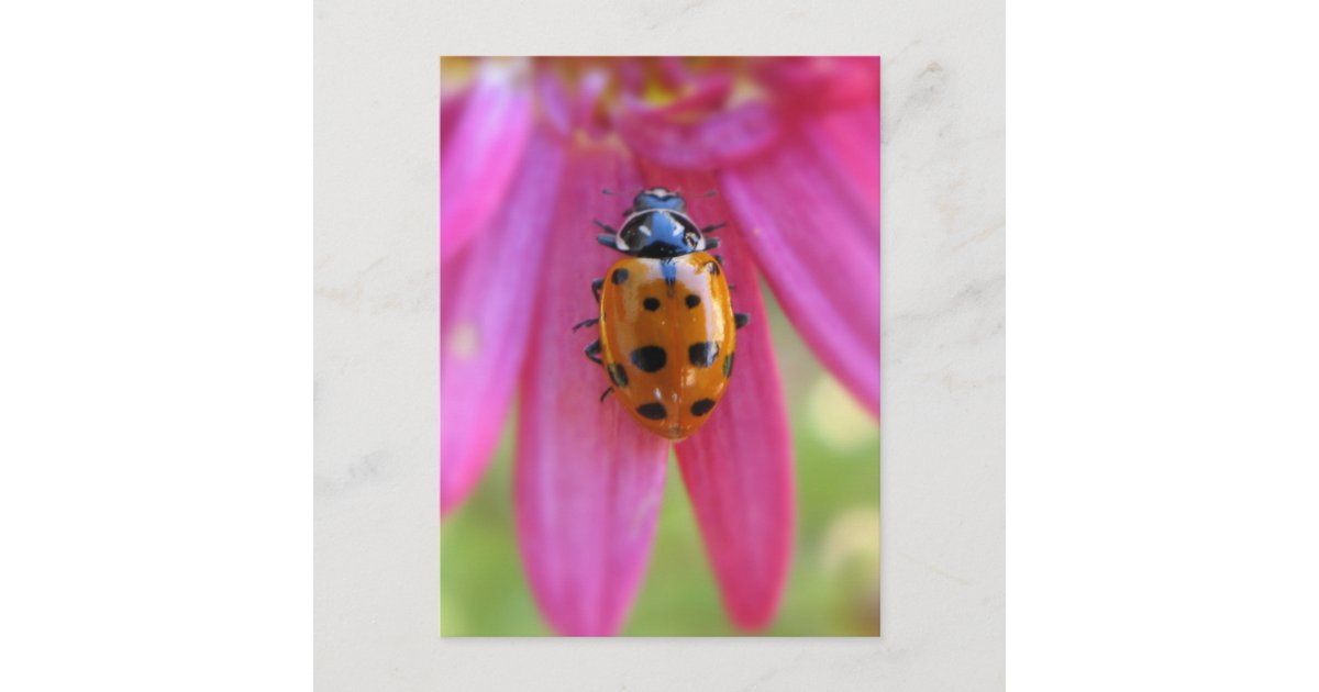 Ladybug Postcard | Zazzle