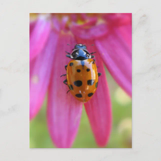 Ladybug Postcard | Zazzle