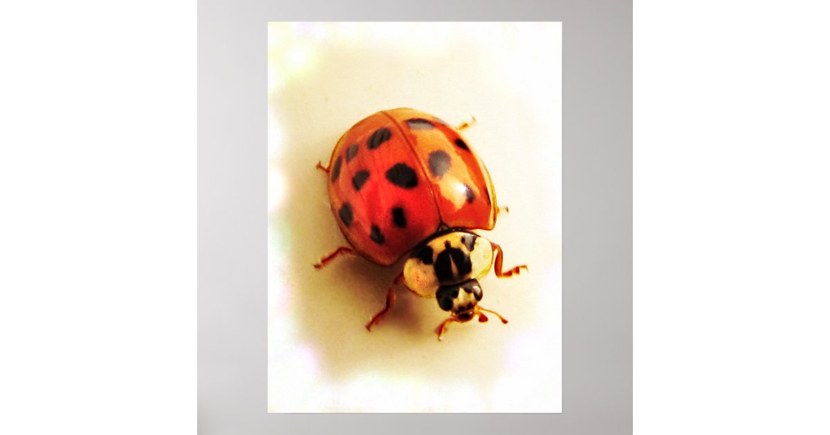 Ladybug Poster | Zazzle