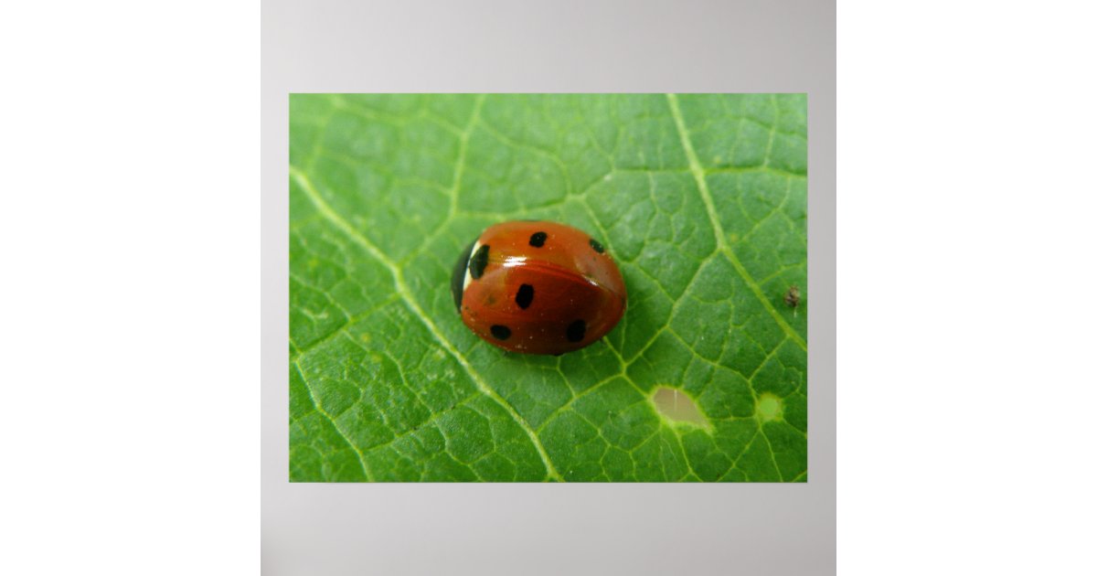 Ladybug Poster | Zazzle