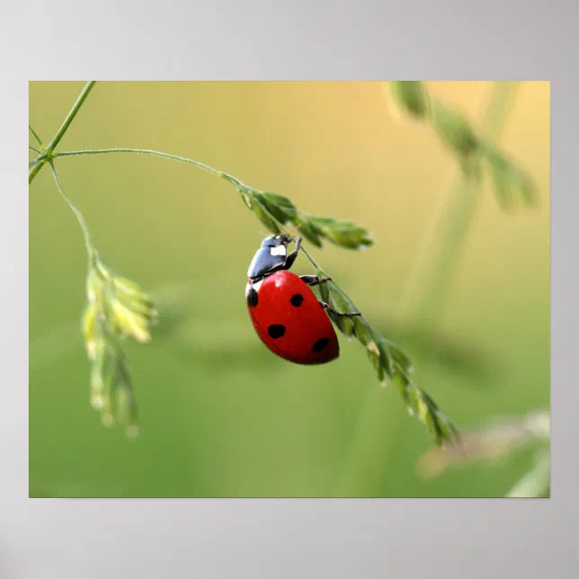 Ladybug Poster | Zazzle