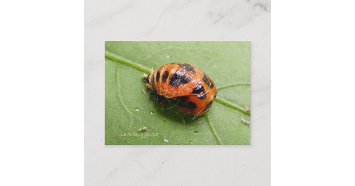 Ladybug Pupa calendar ~ Chubby Business Card | Zazzle