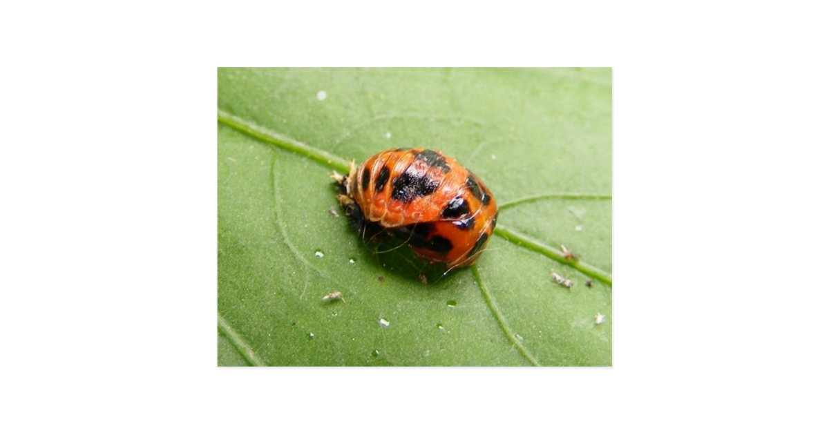 Ladybug Pupa ~ postcard | Zazzle