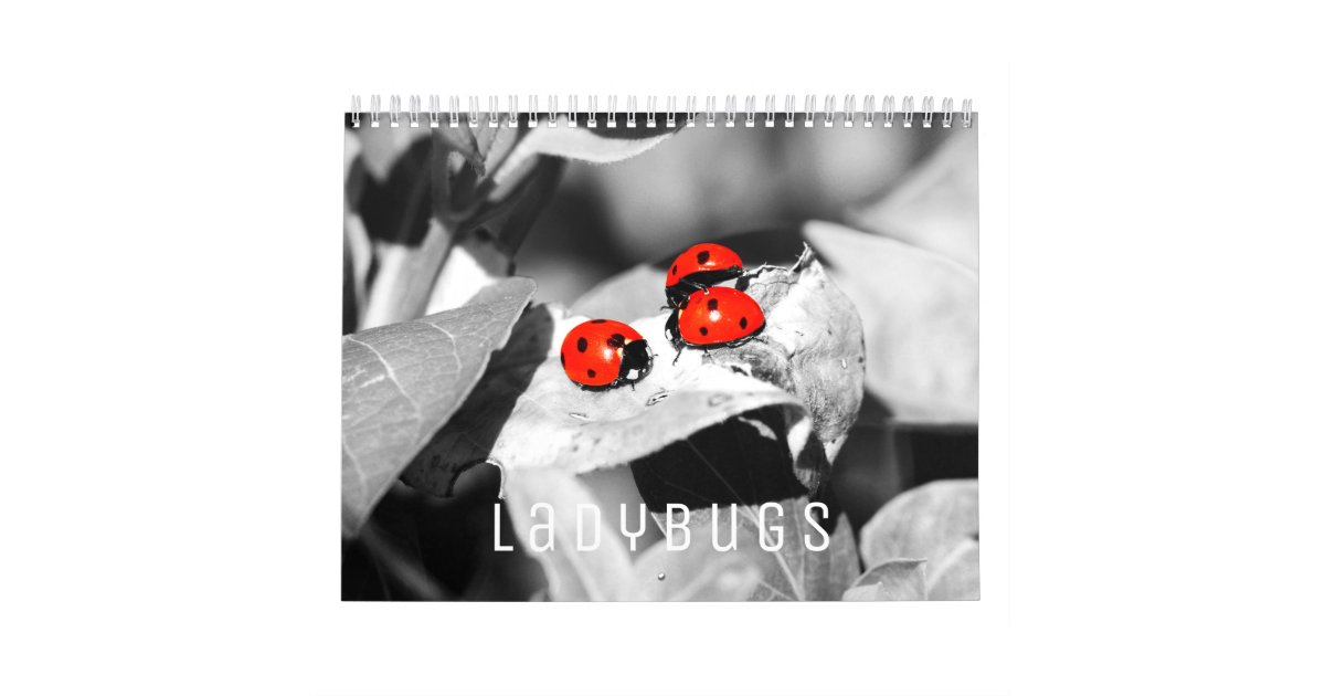 Ladybugs [1] Wall Calendar | Zazzle