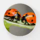 Ladybugs Glass Paperweight | Zazzle