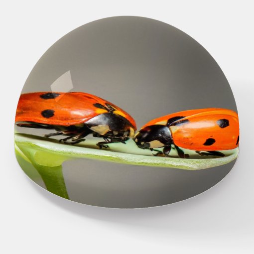 Ladybugs Glass Paperweight | Zazzle