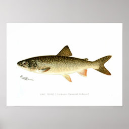 Lake Trout Poster | Zazzle