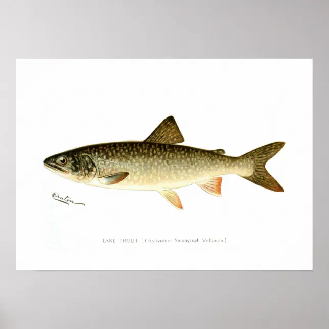 Lake Trout Poster | Zazzle