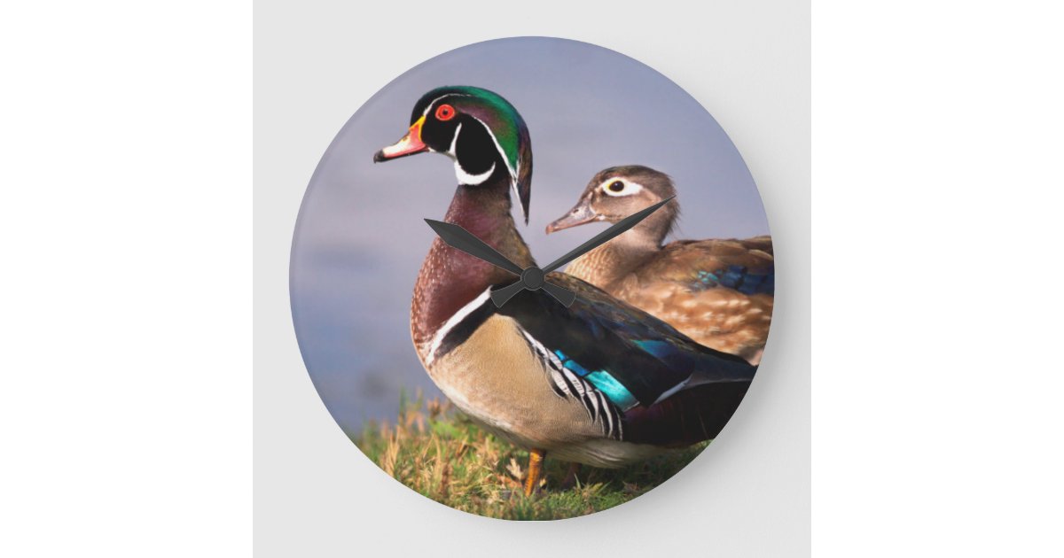 Lakeside, Wood Duck Large Clock | Zazzle