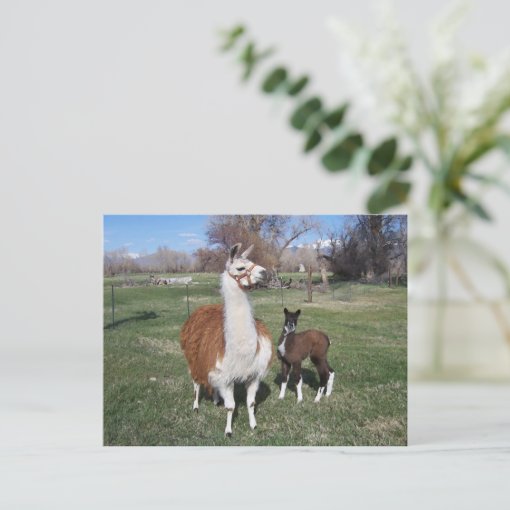 Lama Mama and Llama Baby Postcard | Zazzle
