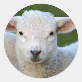Lamb Stickers | Zazzle