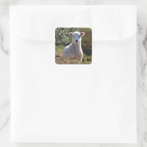 Lamb Photo Stickers | Zazzle
