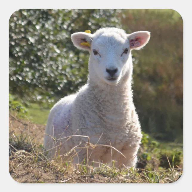 Lamb Photo Stickers | Zazzle