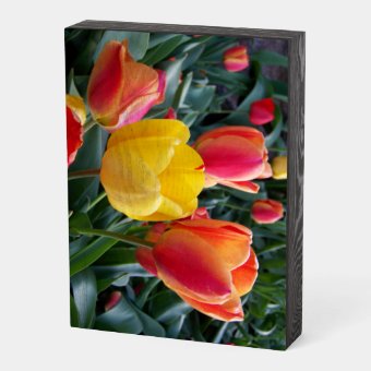 Landscape Horizontal Photo Black Edge Wooden Box Sign | Zazzle