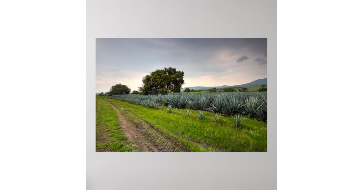 Landscape Of Blue Agave Poster | Zazzle