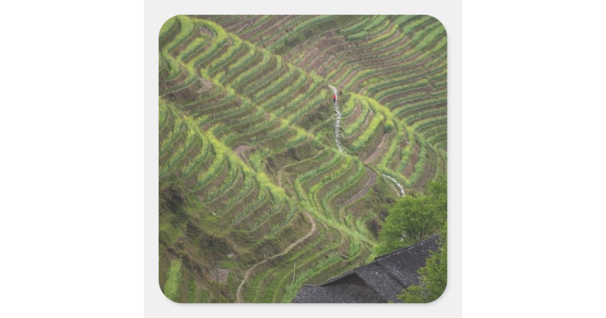 Landscape of rice terraces in the mountain, square sticker | Zazzle