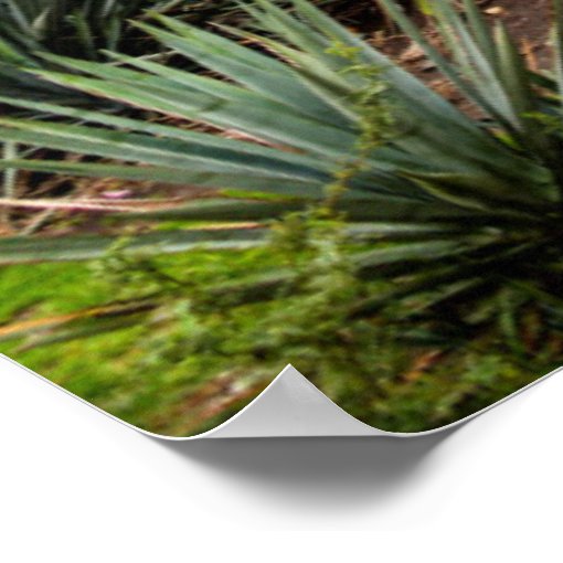 Landscape With Blue Agave Poster | Zazzle