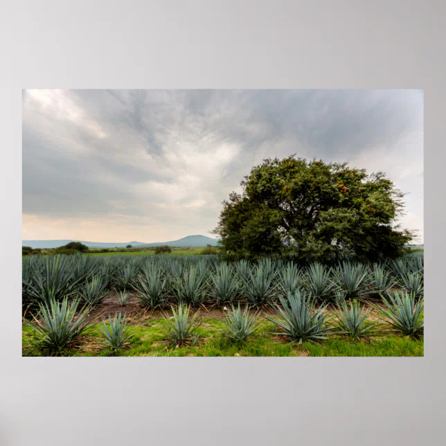 Landscape With Blue Agave Poster | Zazzle