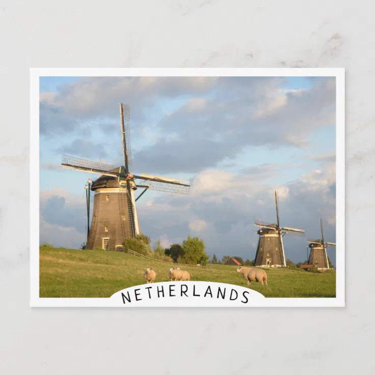 Landscape with windmills and sheep postcard | Zazzle