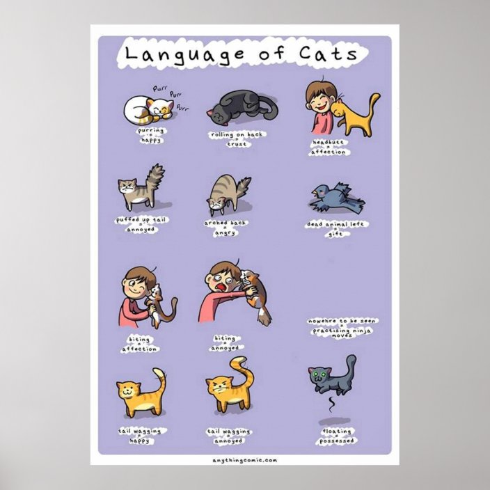 language of cats poster | Zazzle.com