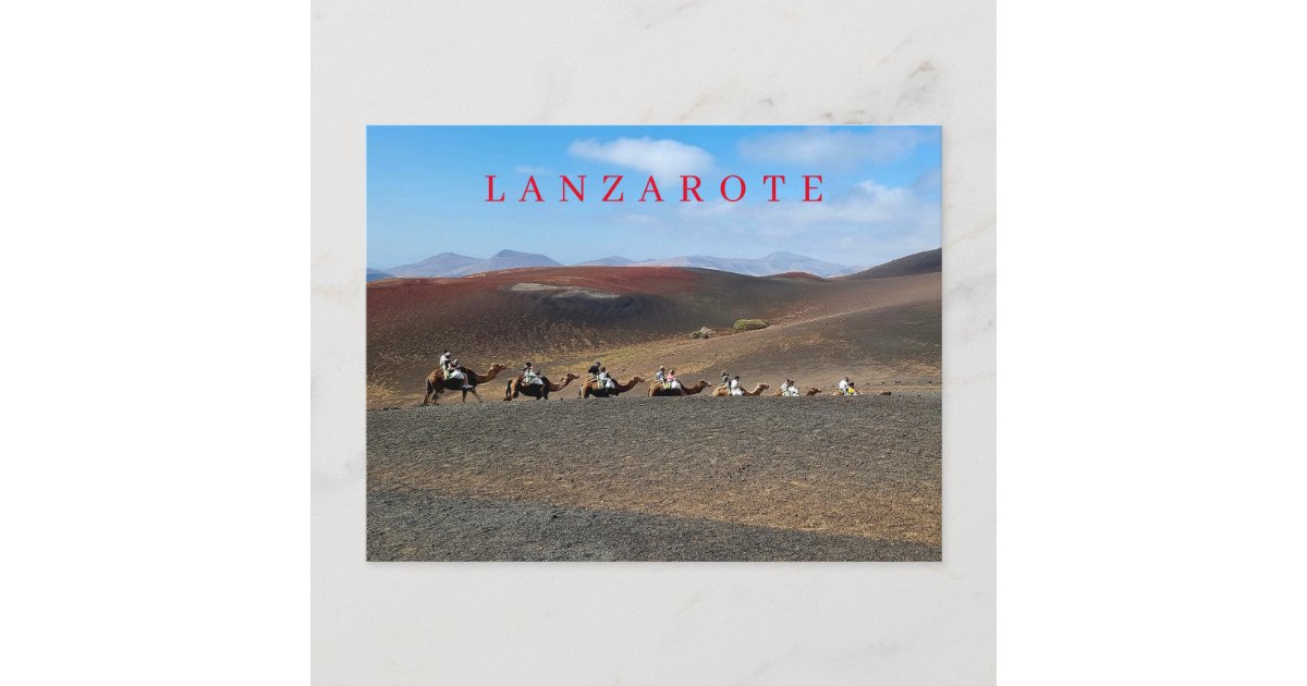Lanzarote camels view postcard | Zazzle