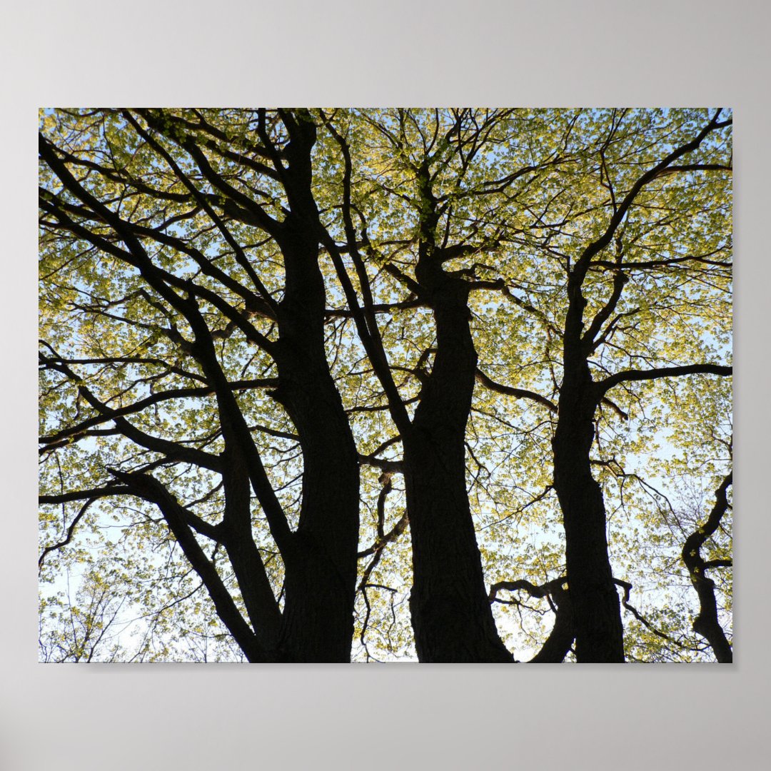 Large Backlit Tree Poster | Zazzle