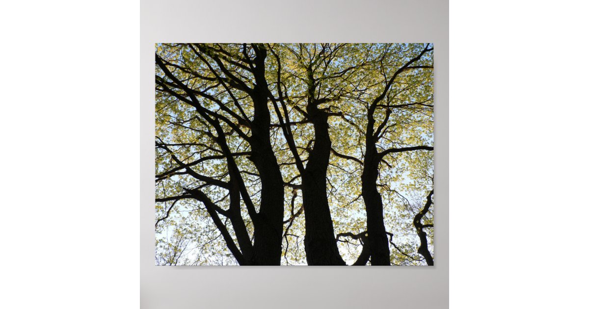 Large Backlit Tree Poster | Zazzle