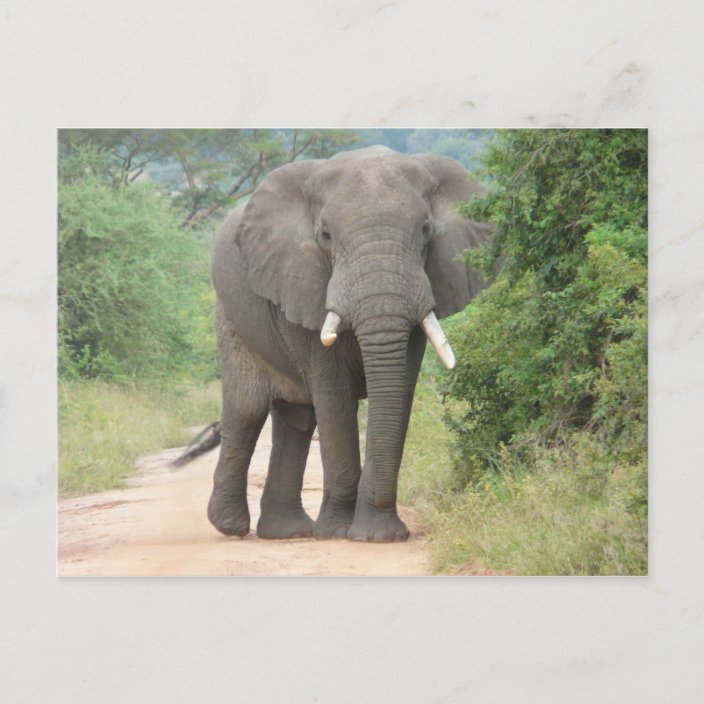 Large Elephant Photo Postcard | Zazzle.com