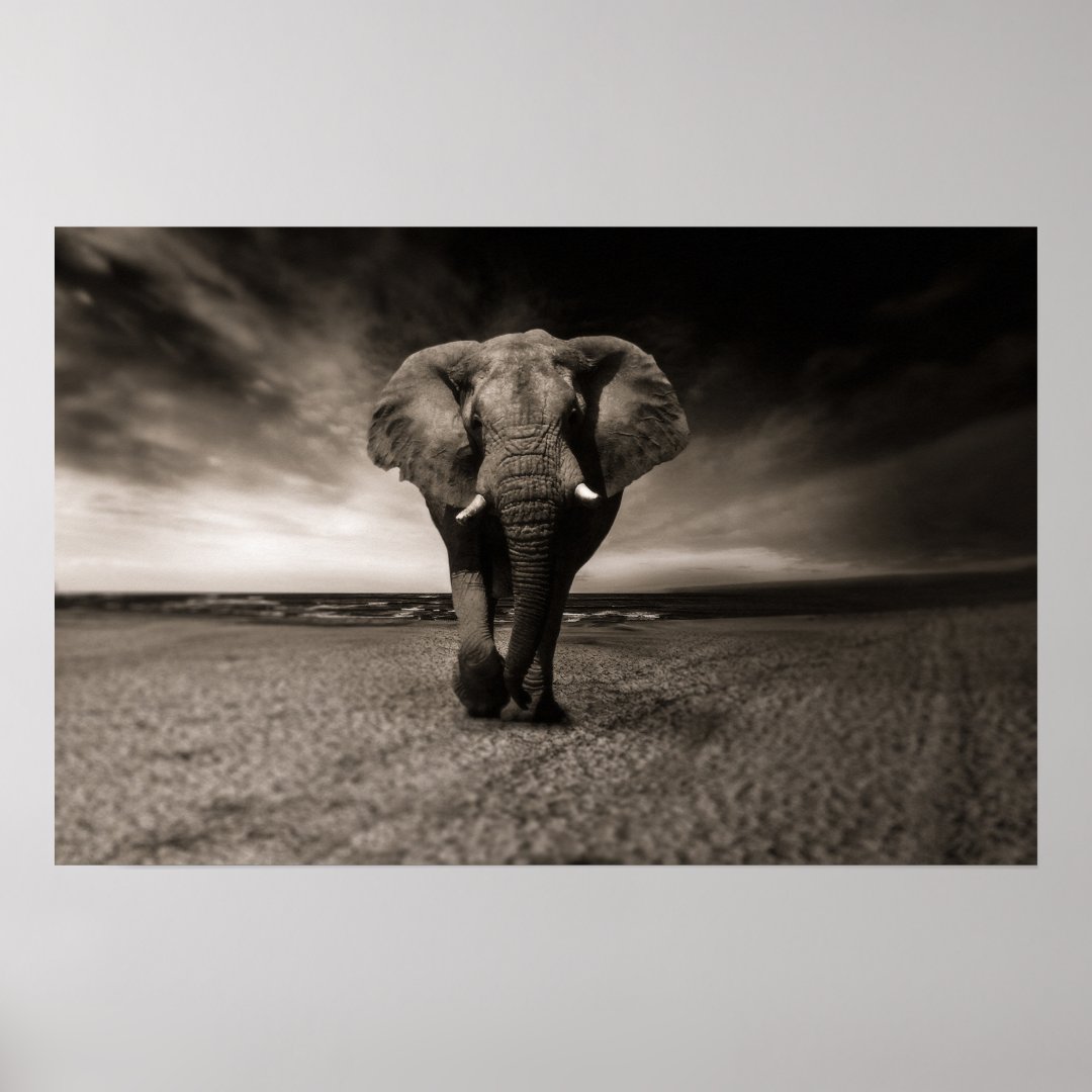 Large Elephant Poster Print | Zazzle