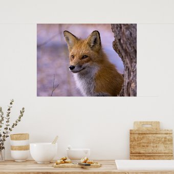 Large Fox Poster | Zazzle