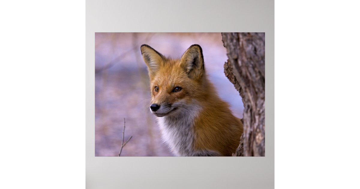 Large Fox Poster | Zazzle