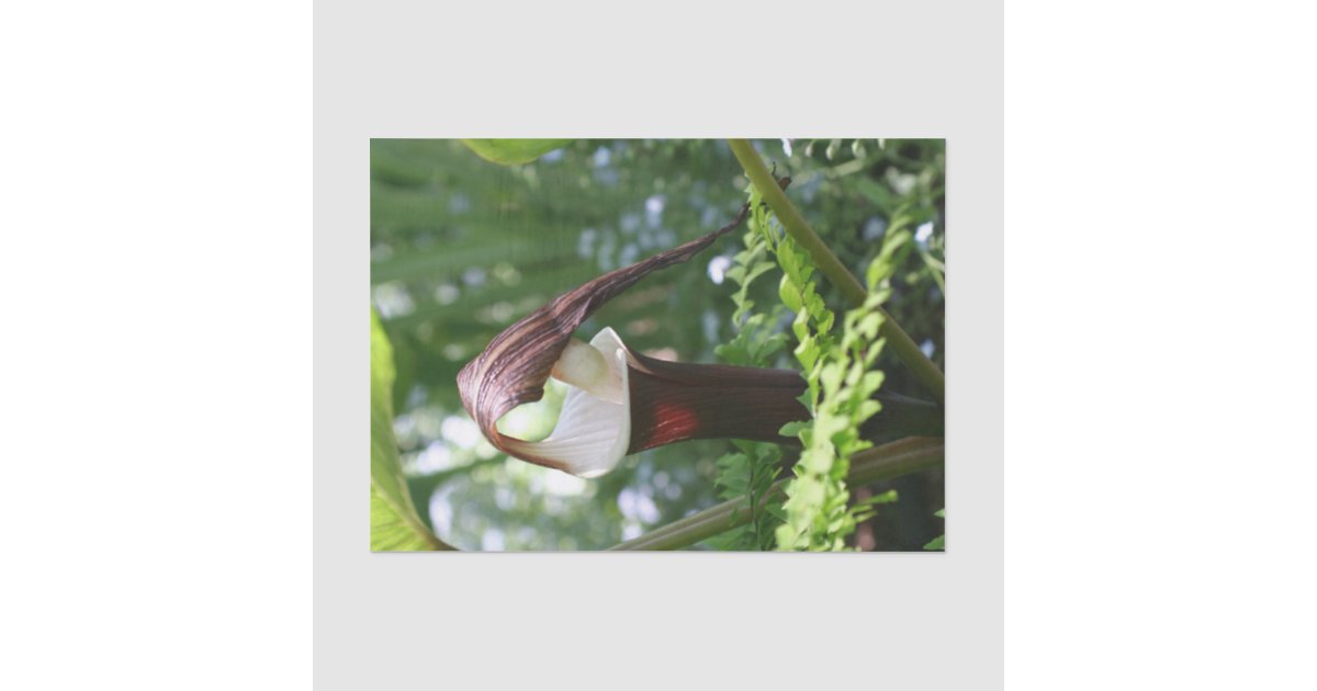 Large Jack In The Pulpit Flower Close Up Decoupage Tissue Paper | Zazzle