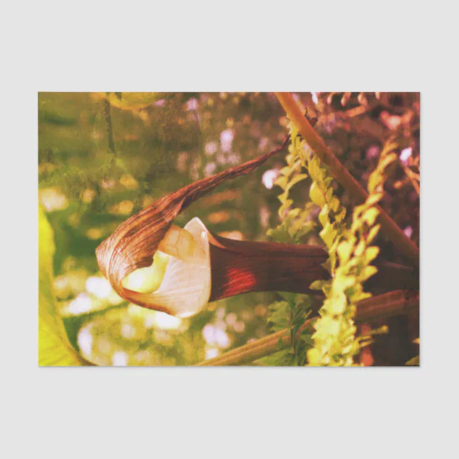 Large Jack In The Pulpit Flower Vintage Decoupage Tissue Paper | Zazzle