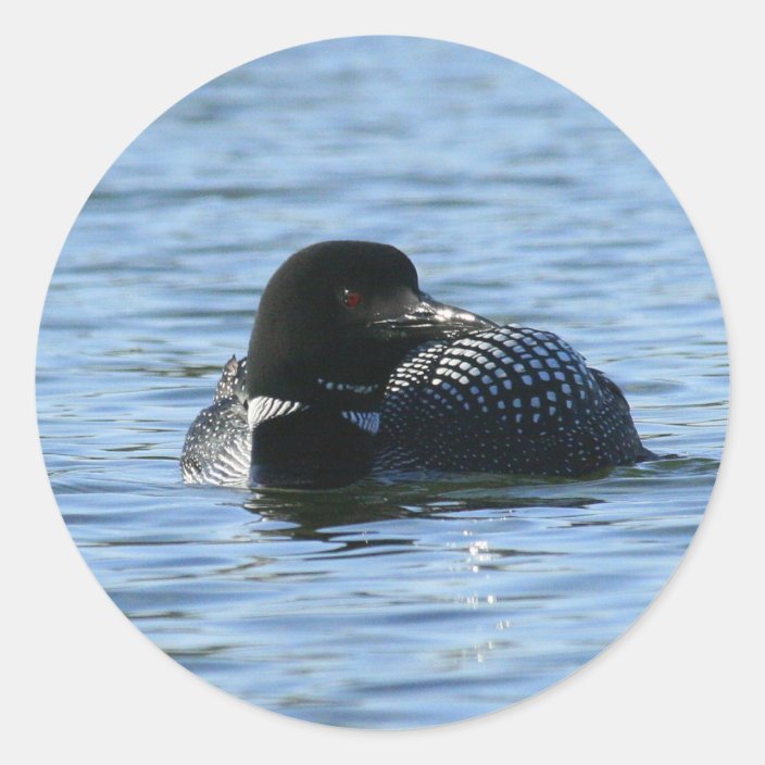 Large Loon Stickers | Zazzle.com