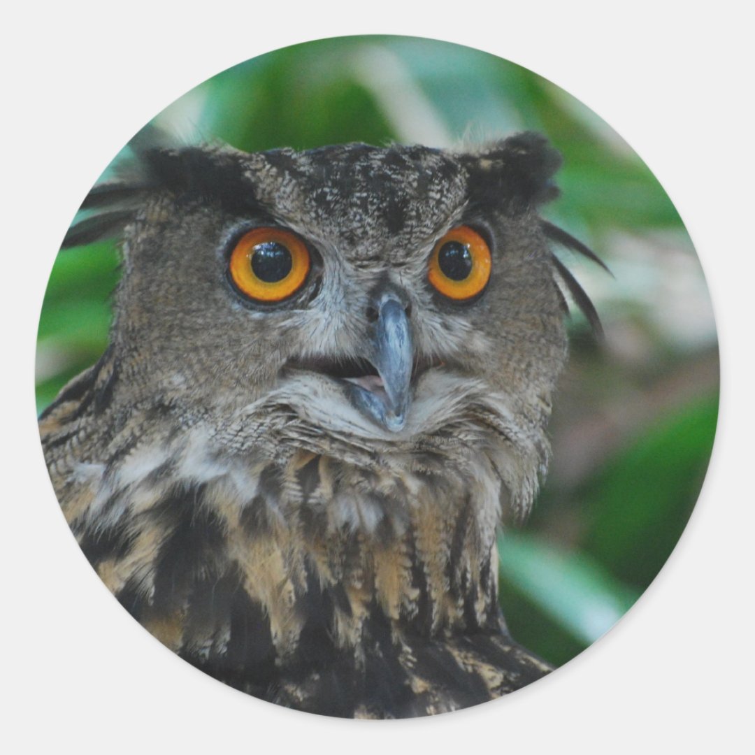 Large Owl Stickers | Zazzle