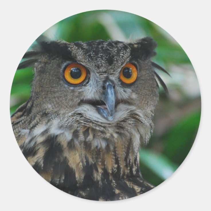 Large Owl Stickers | Zazzle