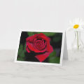 Large Red Rose Portrait Card | Zazzle