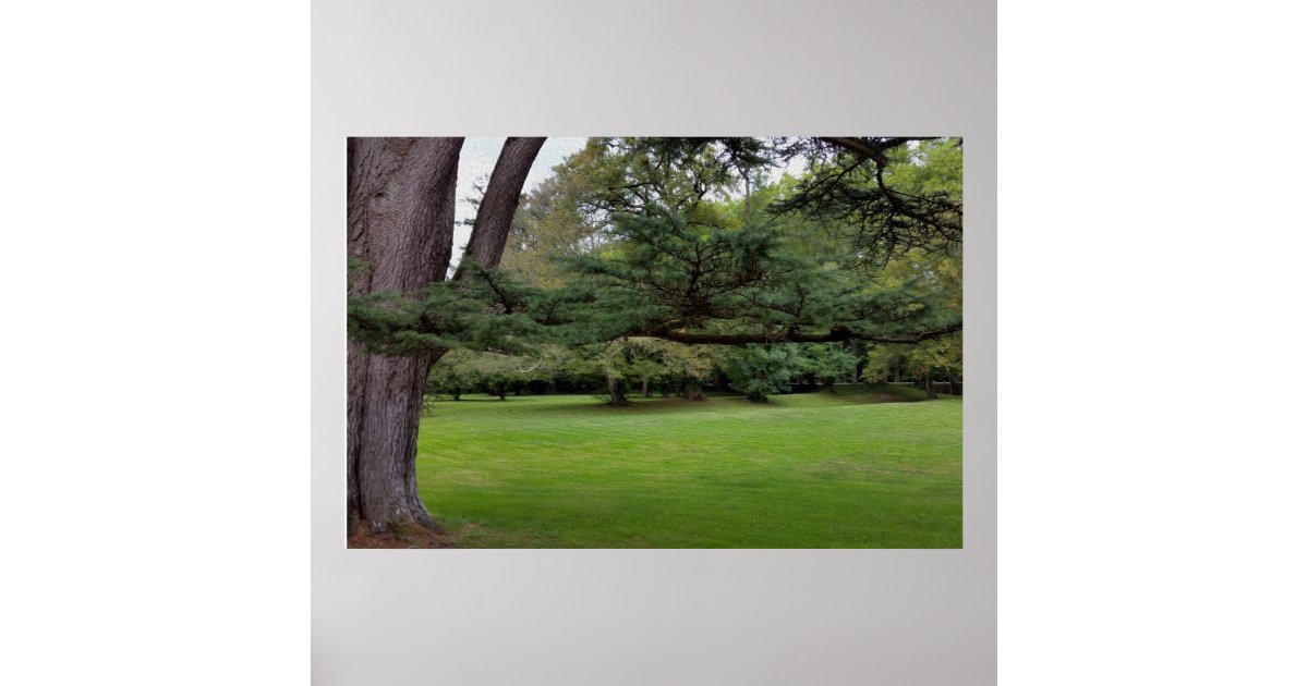 large tree branch poster | Zazzle