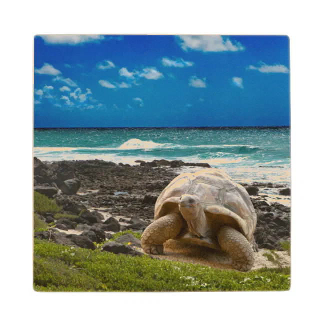 Large turtle at the sea edge wooden coaster | Zazzle