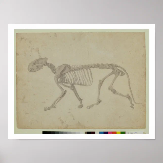 Lateral View of a Tiger Skeleton, finished study f Poster | Zazzle