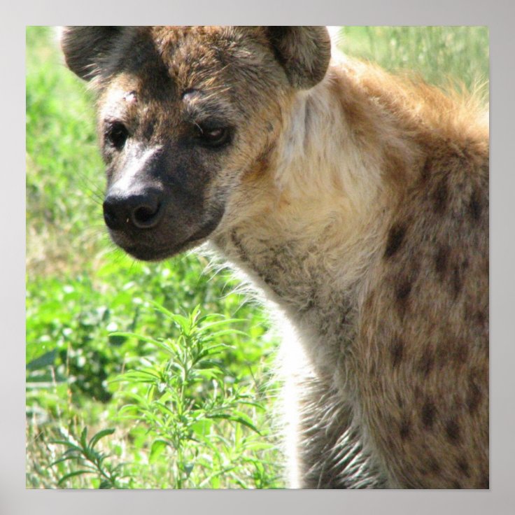 Laughing Hyena Poster | Zazzle