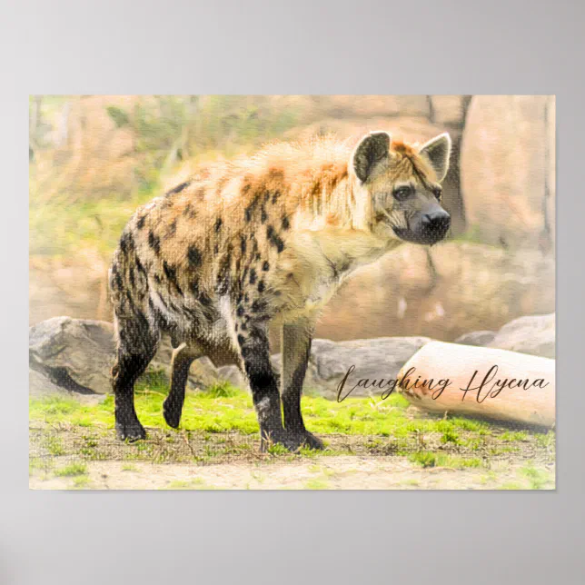 Laughing Hyena Poster | Zazzle