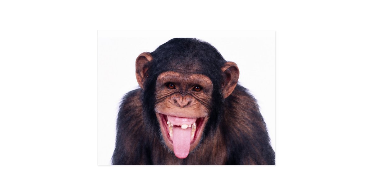 Laughing Monkey Postcard | Zazzle.com