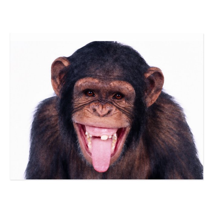 Laughing Monkey Postcard | Zazzle.com