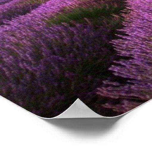Lavender Field Landscape Summer Sunset Poster | Zazzle